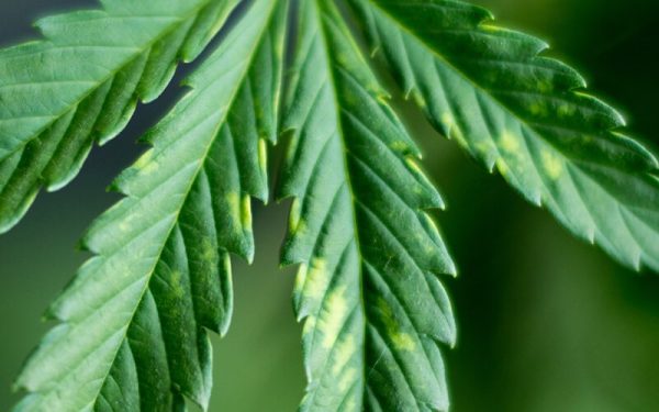 11 Best Solutions to Common Cannabis Plant Problems - Marijuana Grow Hub