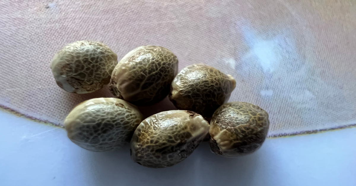 The Ultimate Guide to Identifying Bad Cannabis Seeds. - Marijuana Grow Hub