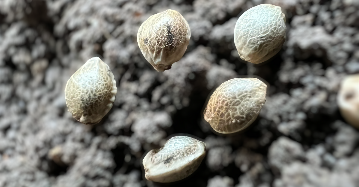 The Ultimate Guide to Identifying Bad Cannabis Seeds. - Marijuana Grow Hub