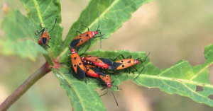 Preventing Cannabis Pests and Diseases: A Comprehensive Guide ...