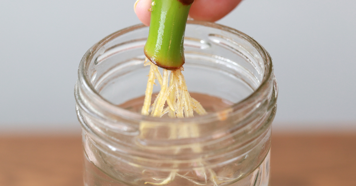 Successfully Rooting Cannabis Clones: 8 Expert Tips and Tricks ...