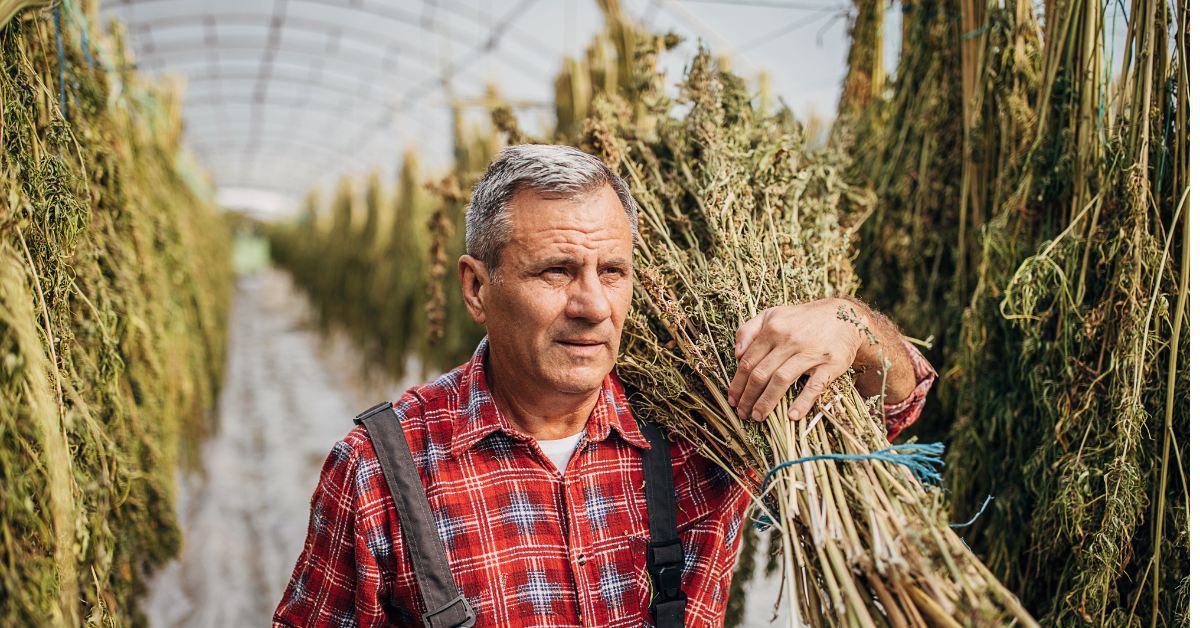How Long Does it Take to Dry Weed? Expert Tips for Drying and Curing ...