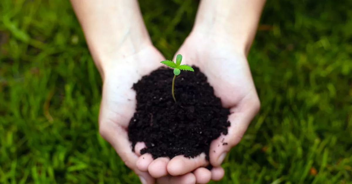 The Environmental Impact of Cannabis Cultivation: Complete Sustainable ...