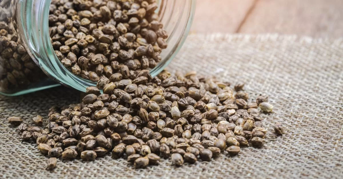 Best Expert tips on Storing Cannabis seeds for long-term Viability ...